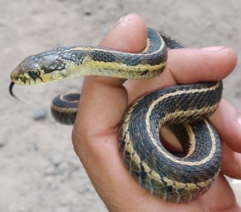 Longtail Alpine Garter Snake from San Lorenzo Acopilco on May 9, 2023 ...