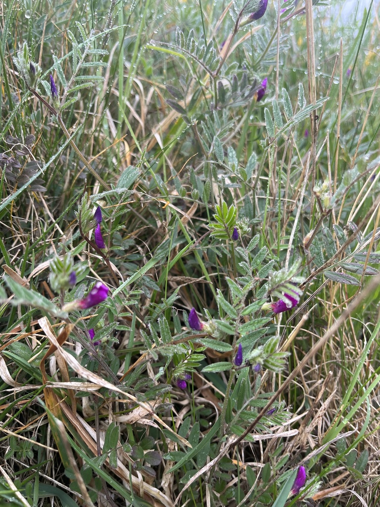Common Vetch from Holyrood Park, Edinburgh, Scotland, GB on May 06 ...