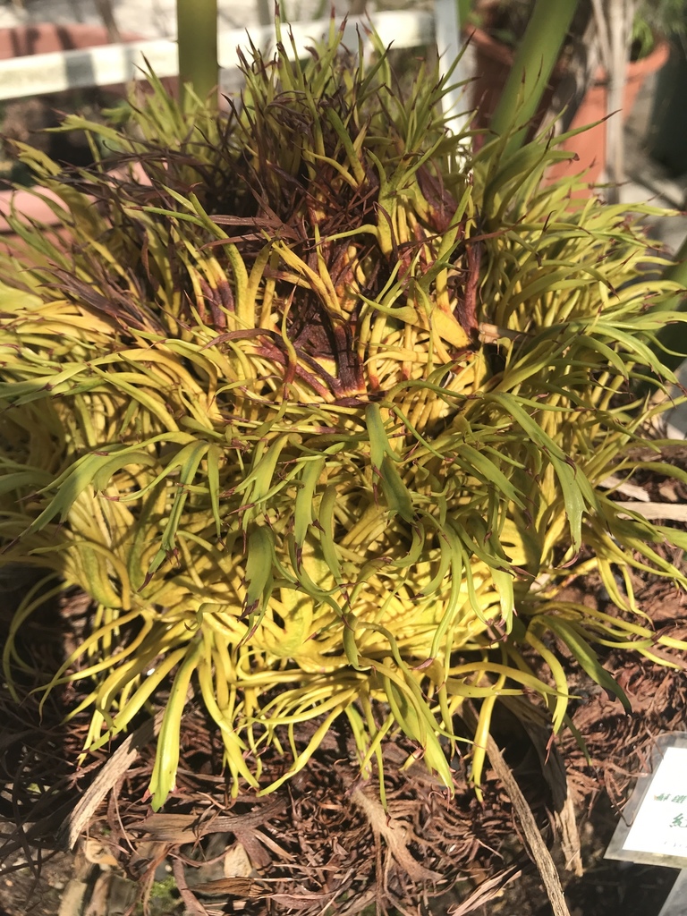 Cycas hongheensis in November 2018 by keanuoffwhite87 · iNaturalist