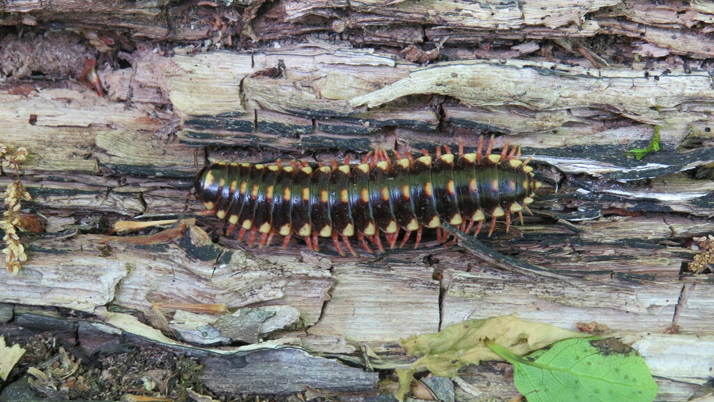 Mendota Mimic Millipede from Washington County, VA, USA on May 08, 2023 ...