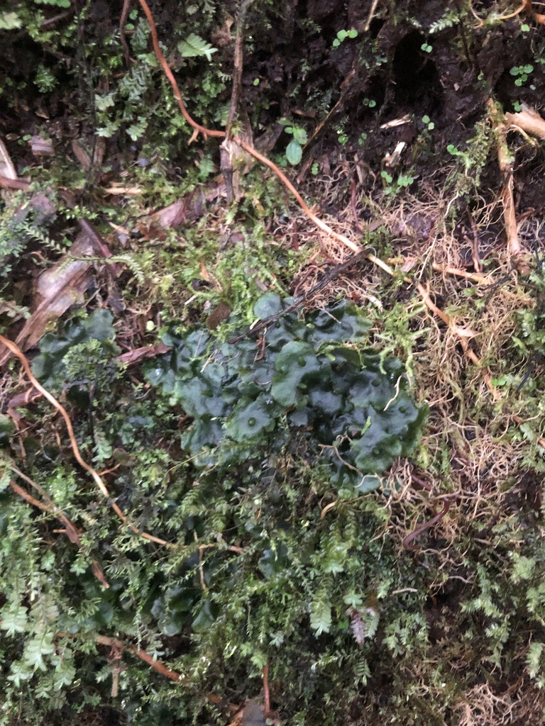 Monoclea gottschei from Quito, Pichincha, EC on April 22, 2023 at 02:25 ...