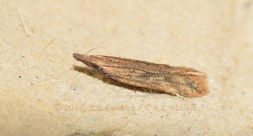 Dichomeris anisacuminata · iNaturalist