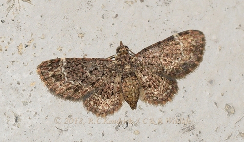 Bosara subrobusta · iNaturalist