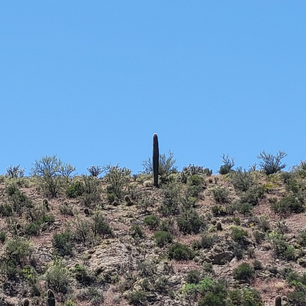 saguaro from Maricopa County, AZ, USA on April 28, 2023 at 12:39 PM by ...