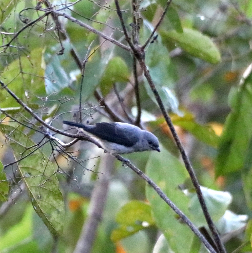 Plain-colored Tanager from Capira, Panamá on April 22, 2023 at 06:58 AM ...