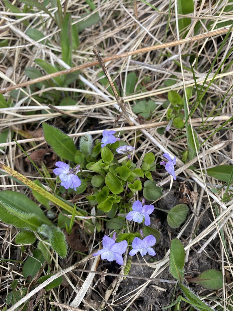 Labrador violet from Tarbutt and Tarbutt Additional, ON, CA on May 10 ...