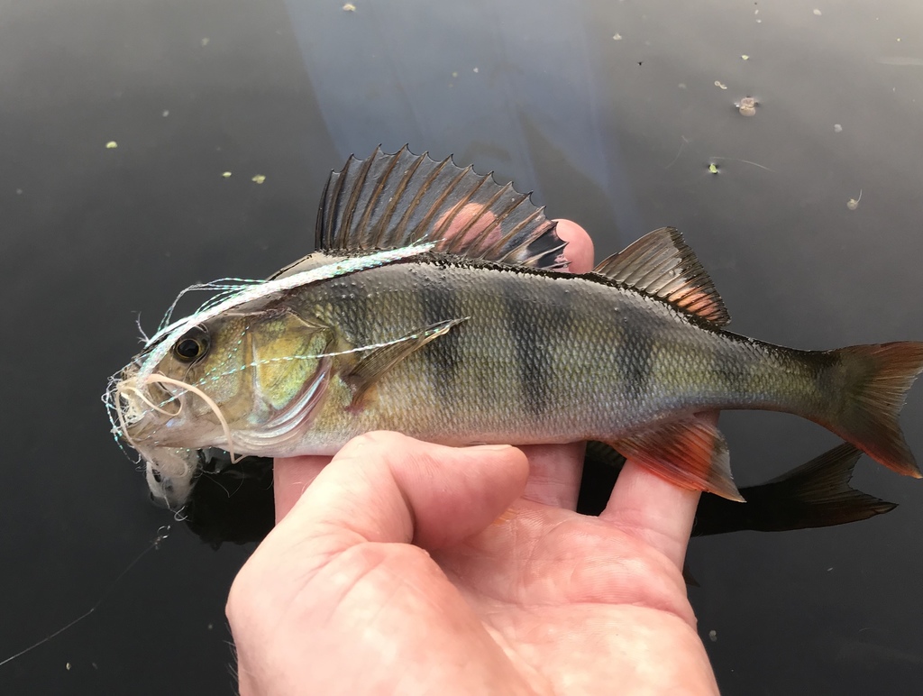 European Perch from Lödde å, Lund, Skåne län, SE on August 29, 2018 at ...