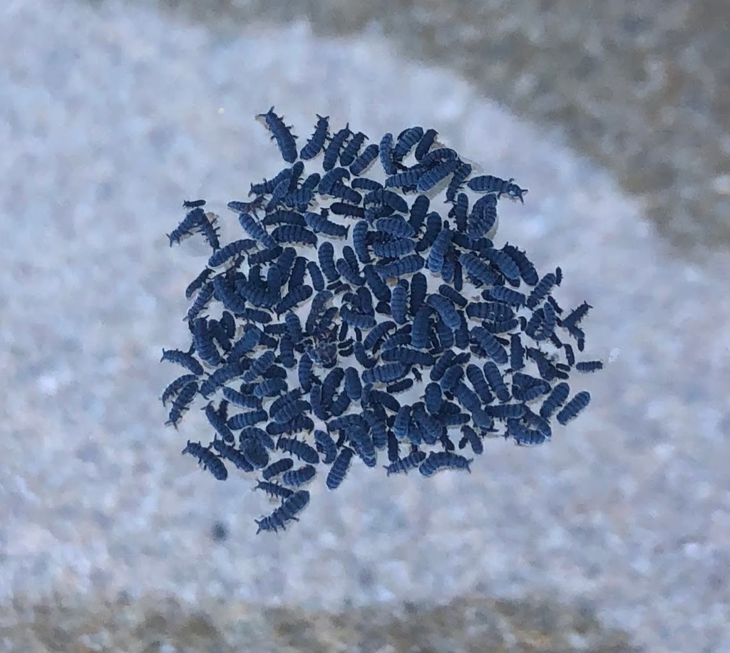 Seashore Springtail from Porth Coastline Court, Newquay TR7 3LX, UK on ...