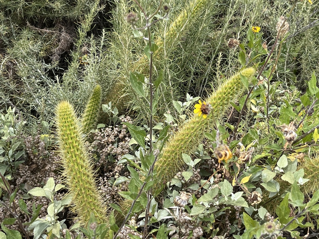 Golden-spined Cereus in May 2023 by Ransses Lopez · iNaturalist