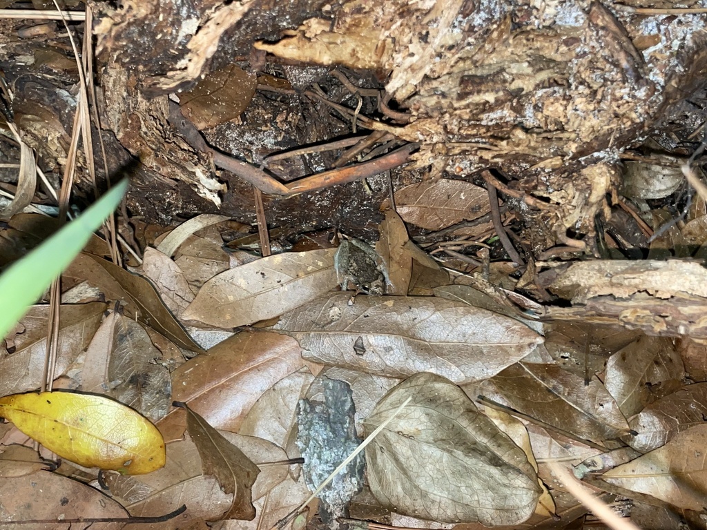Greenhouse Frog from Ponte Vedra, FL, US on May 9, 2023 at 09:36 PM by ...