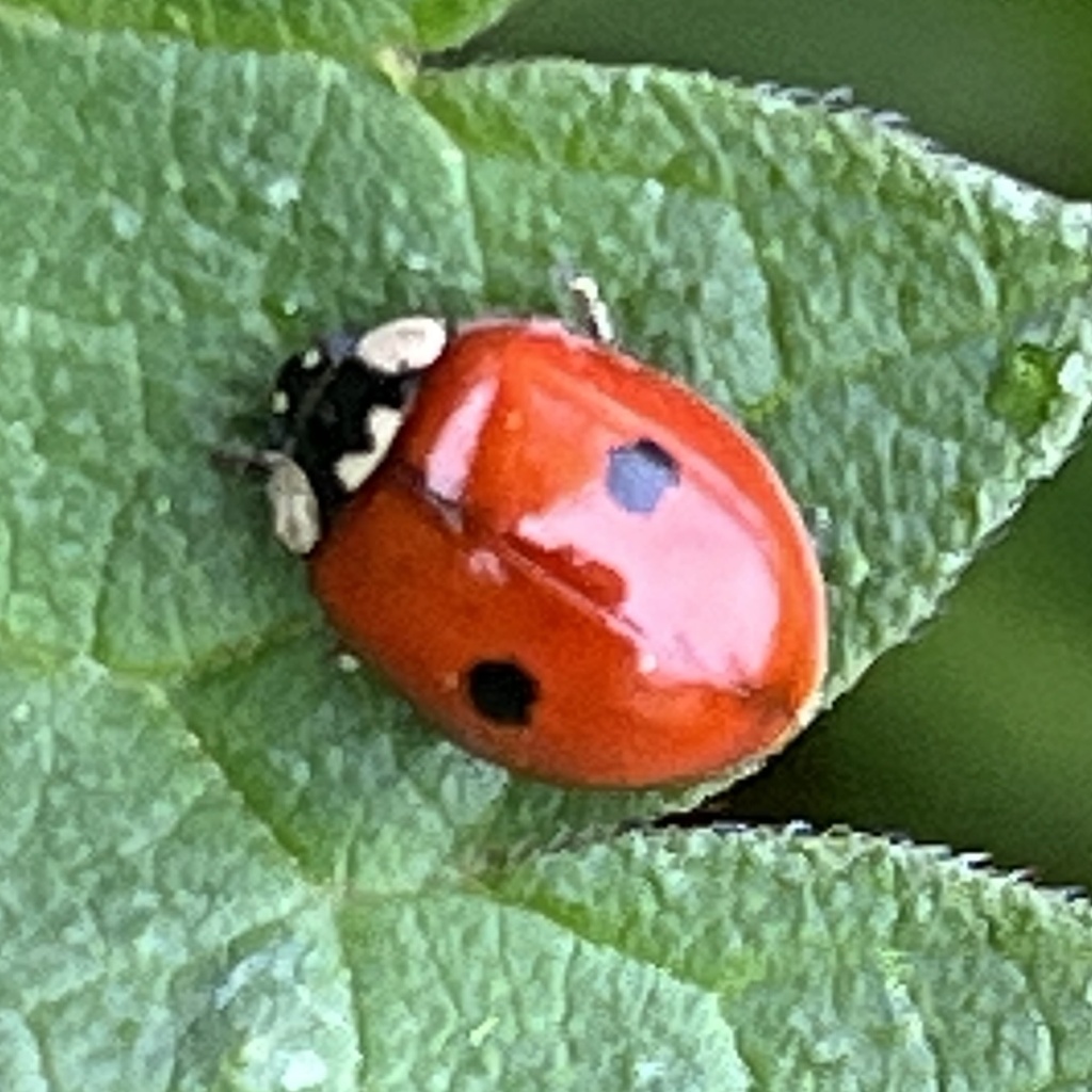 I know we get ladybugs here a lot but this one.... : r/RealLifeShinies
