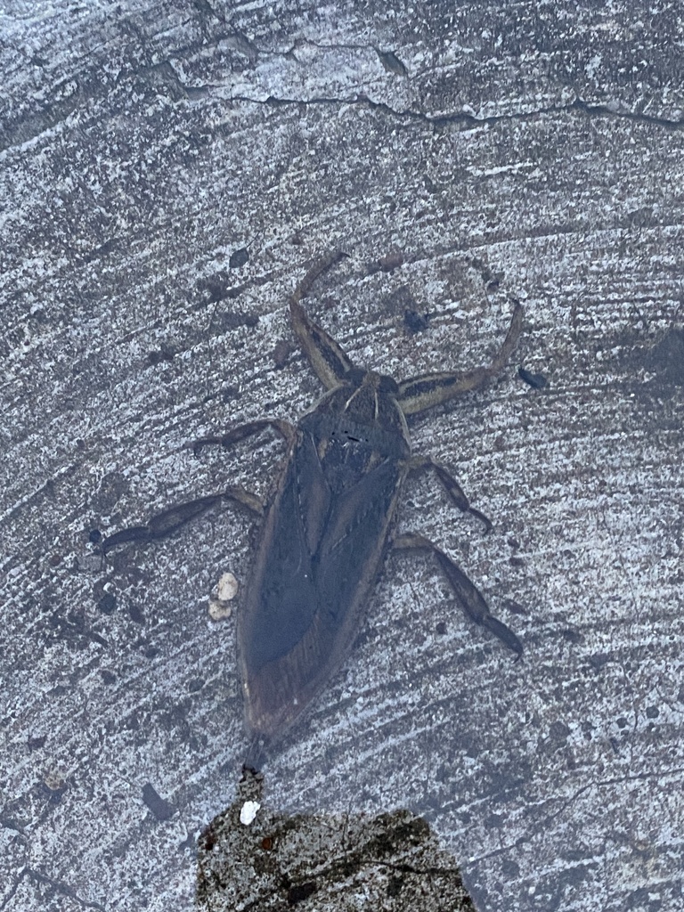 African Giant Water Bug from Ghanzi, BW on February 8, 2023 at 07:10 PM ...