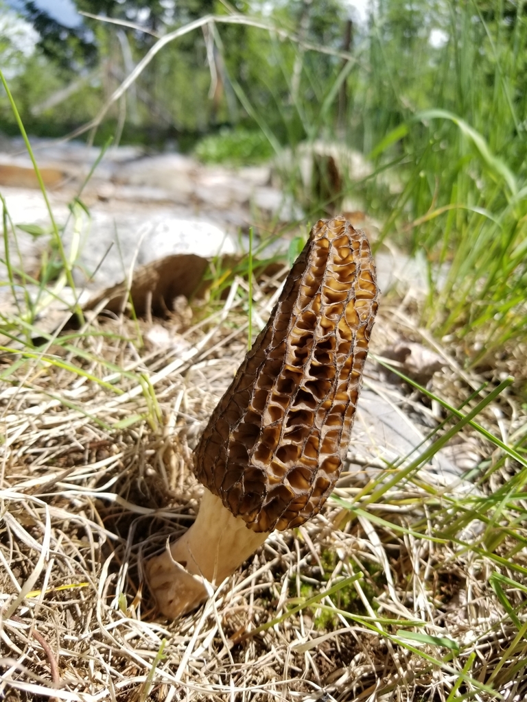 Landscaping Black Morel in May 2023 by Lisa Manske · iNaturalist
