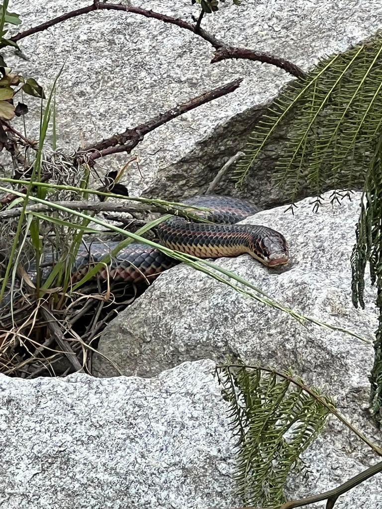 Rainbow Snake in May 2023 by Reeves Goettee · iNaturalist