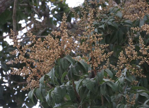 Guayas (Género Talisia) · iNaturalist Mexico