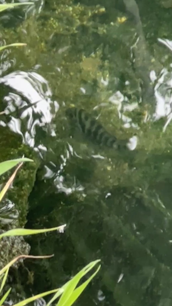 Convict Cichlid from Chuck Pontius Commuter Trail, Santa Clarita, CA ...