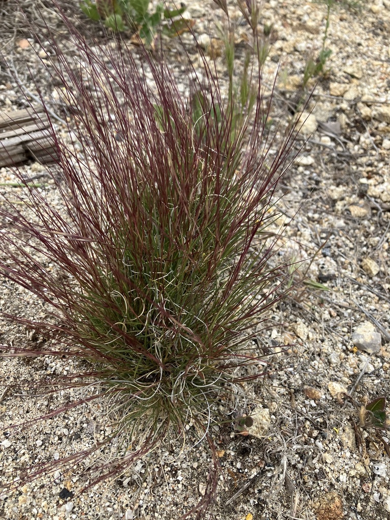 Purple Threeawn from Cleveland National Forest, Pine Valley, CA, US on ...