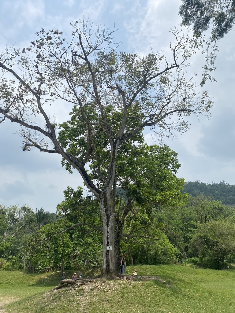 West Indies Cedrela in May 2023 by Jacqueline Salazar · iNaturalist