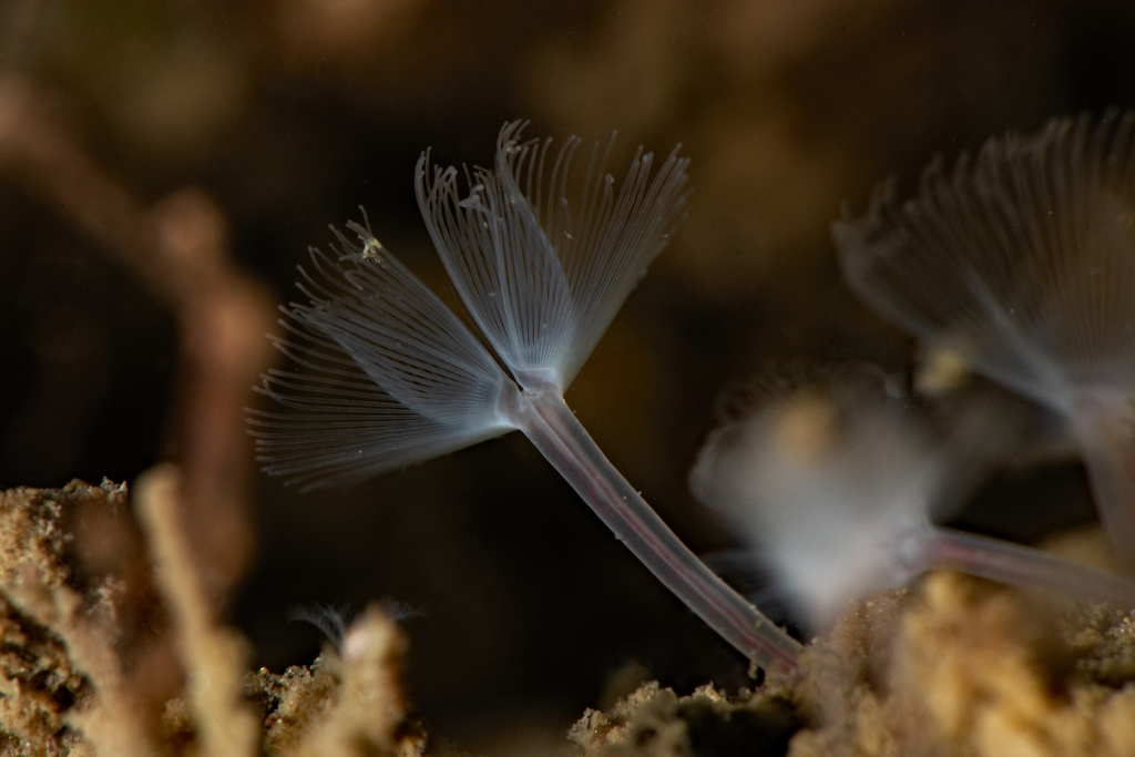 Phoronis ijimai from King Harbor on May 10, 2023 at 10:05 AM by Phil ...