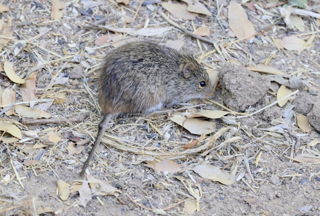Yellow-nosed Cotton Rat from Santa Cruz County, AZ, USA on May 08, 2023 ...