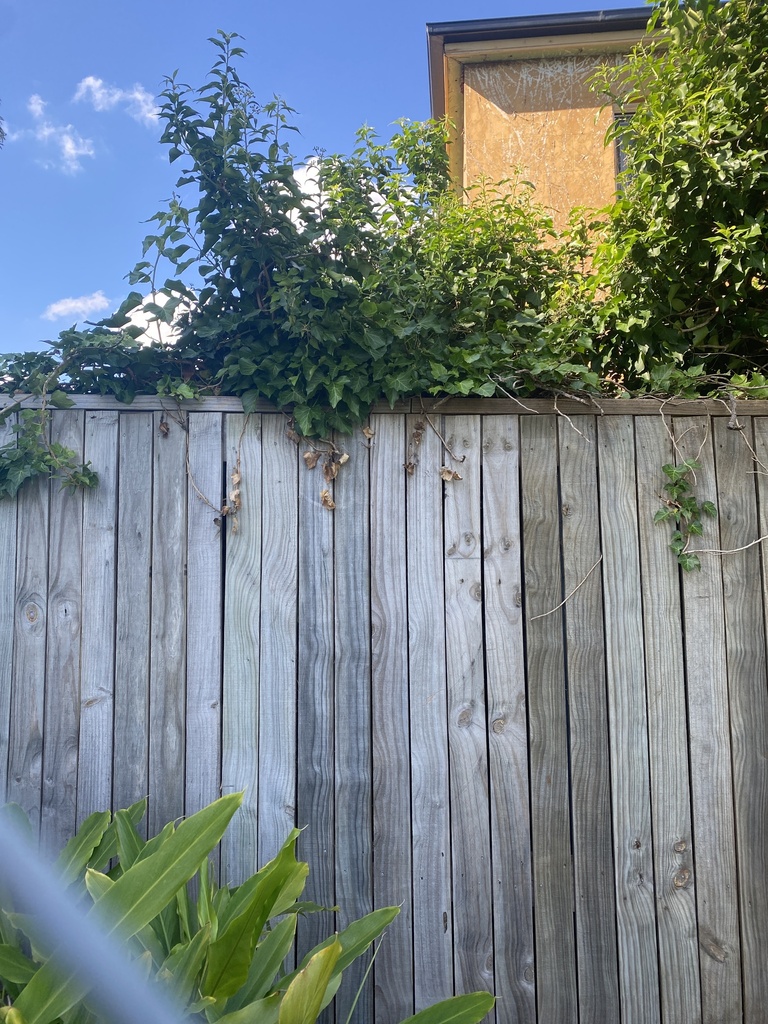 dicots from Bethlehem College Ashfield, Ashfield, NSW, AU on May 11 ...