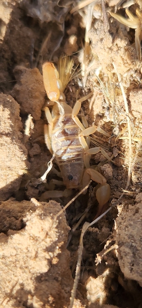 eastern sand scorpion from Garfield County, UT, USA on May 10, 2023 at ...