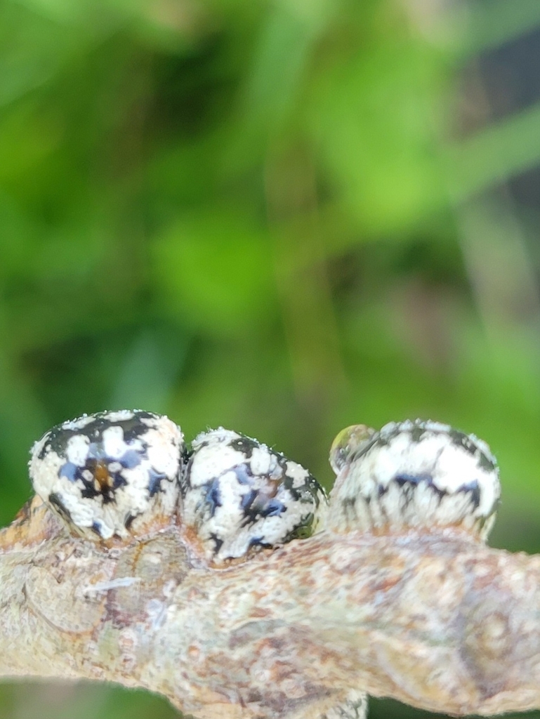 calico scale from Cincinnati, OH 45231, USA on May 10, 2023 at 06:09 PM ...