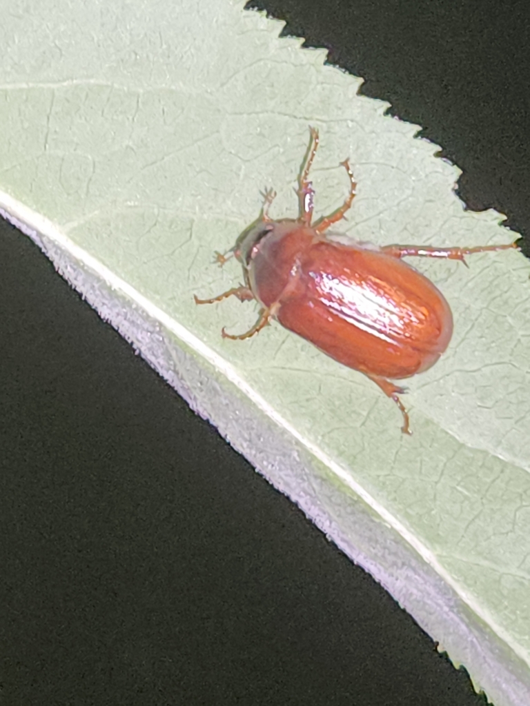 May Beetles from St. Louis, MO 63110, USA on May 10, 2023 at 09:01 PM ...
