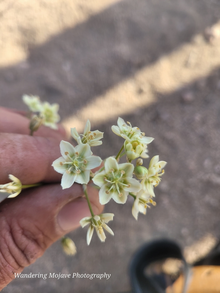 Desert Deathcamas from Joshua Tree, CA 92252, USA on May 10, 2023 at 07 ...
