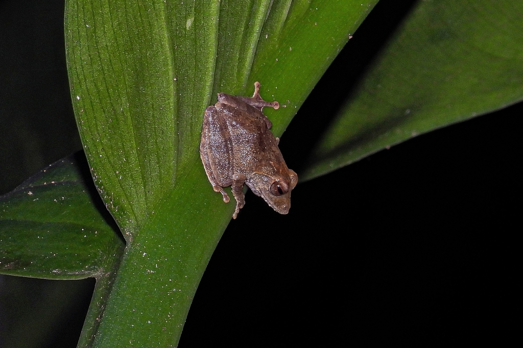 Pointed-Snouted Tree Frog from Philippine Eagle Center on May 07, 2023 ...