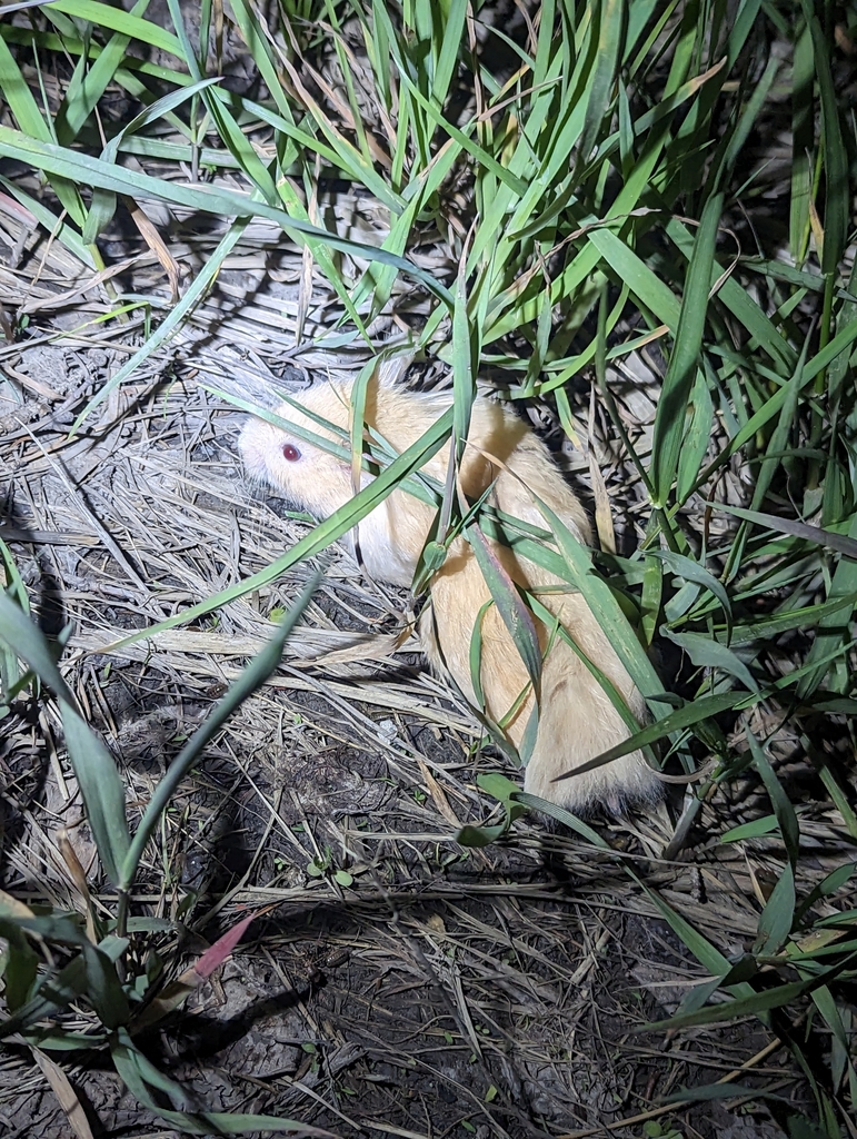 Golden Hamster from DeWitt, NY, USA on May 10, 2023 at 09:46 PM by ...