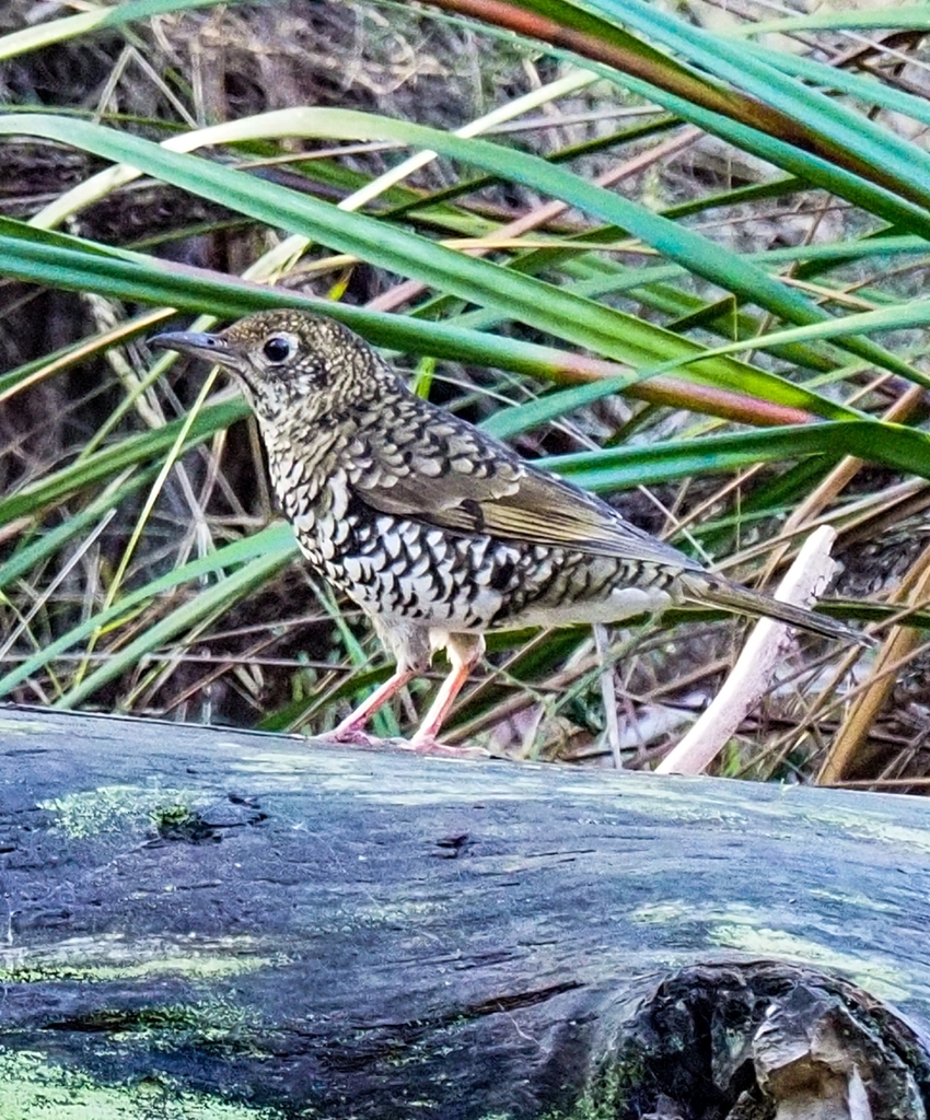 Bassian Thrush from Langwarrin VIC 3910, Australia on May 11, 2023 at ...