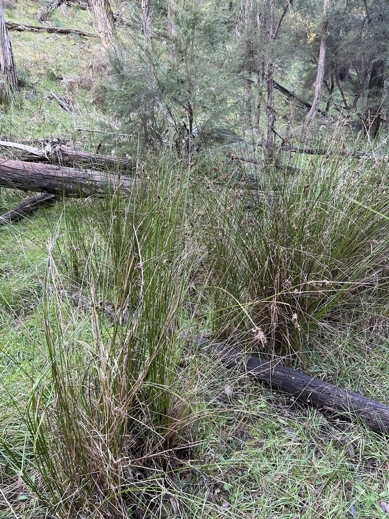 Juncus flavidus from Skyline Rd, Christmas Hills, VIC, AU on May 11 ...