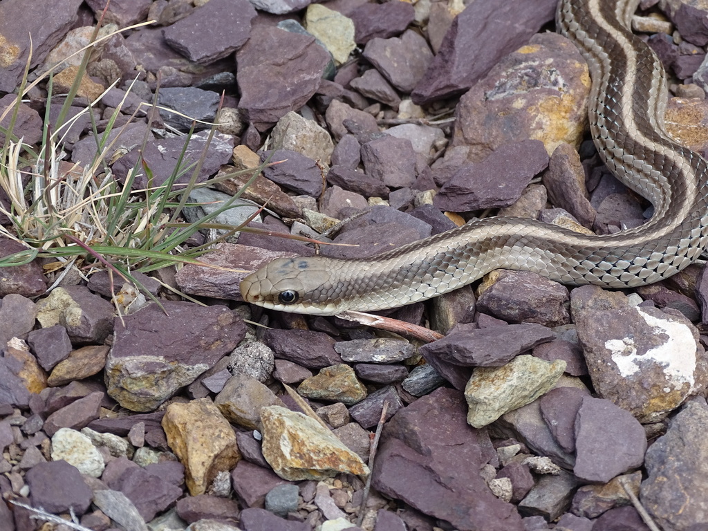 Texas Patch-nosed Snake from Catorce, S.L.P., México on February 17 ...