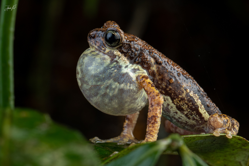 Malabar Tree Toad in May 2023 by Jithesh Pai · iNaturalist