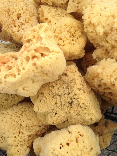 Bath Sponges (Genus Spongia) · iNaturalist