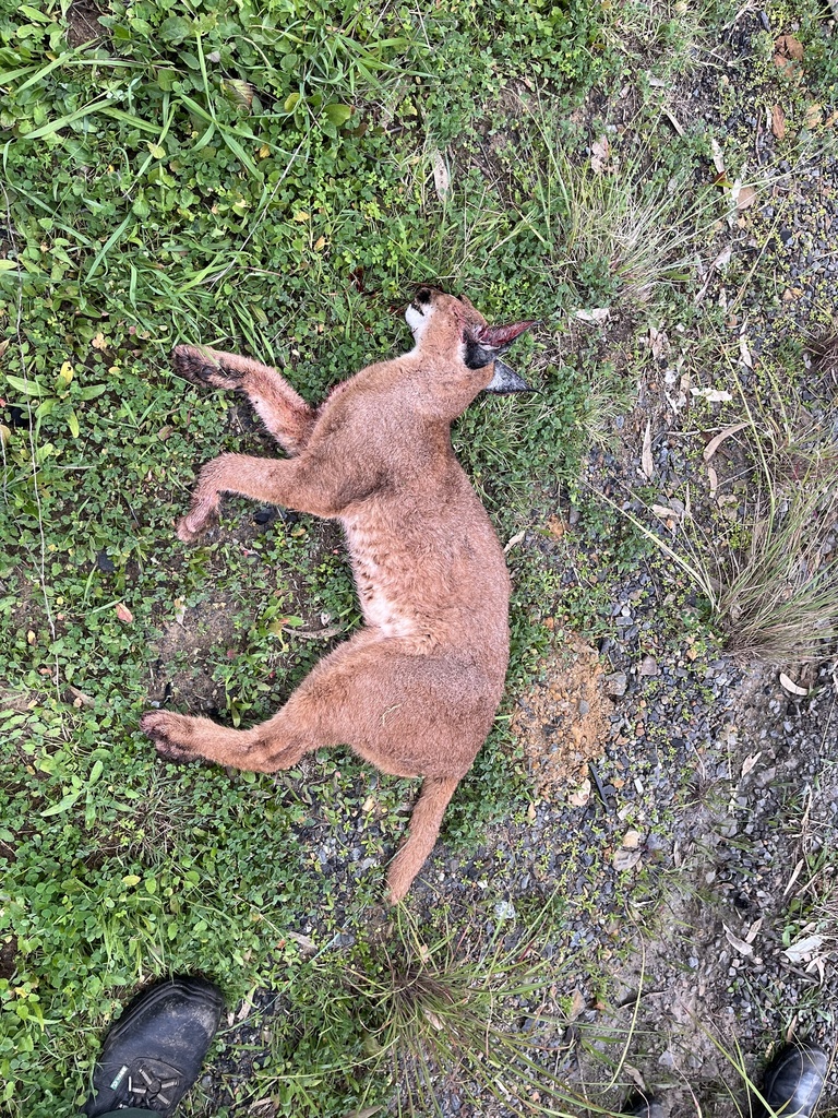 Southern and Eastern African Caracal from Tygerberg Valley Road, Cape ...