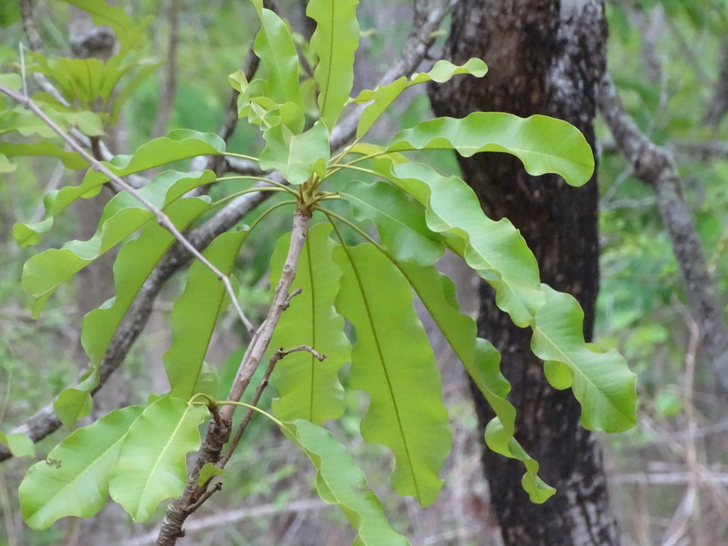 Shea Tree in April 2023 by Kake Géoffroy · iNaturalist