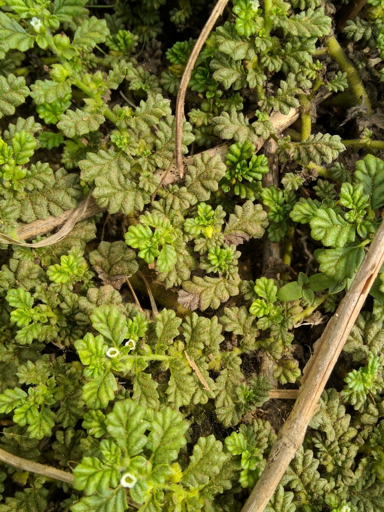flowering plants from Parappukkara, Kerala 680310, India on May 10 ...