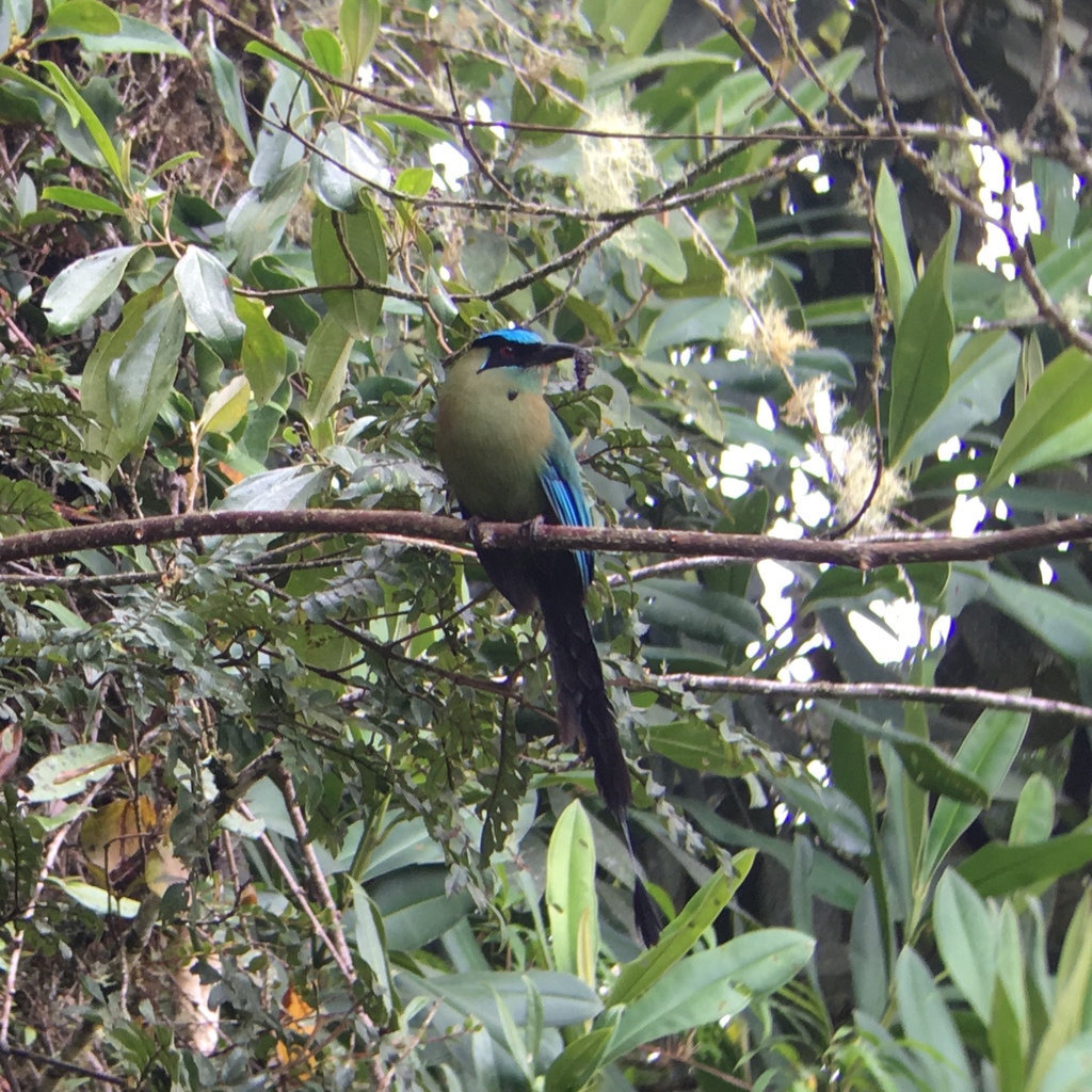 Andean Motmot from Pasco, , Pasco, PE on November 7, 2018 at 08:15 AM ...