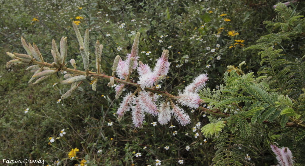 Mimosa benthamii from Madero, MX-MC, MX on November 3, 2018 at 09:27 AM ...