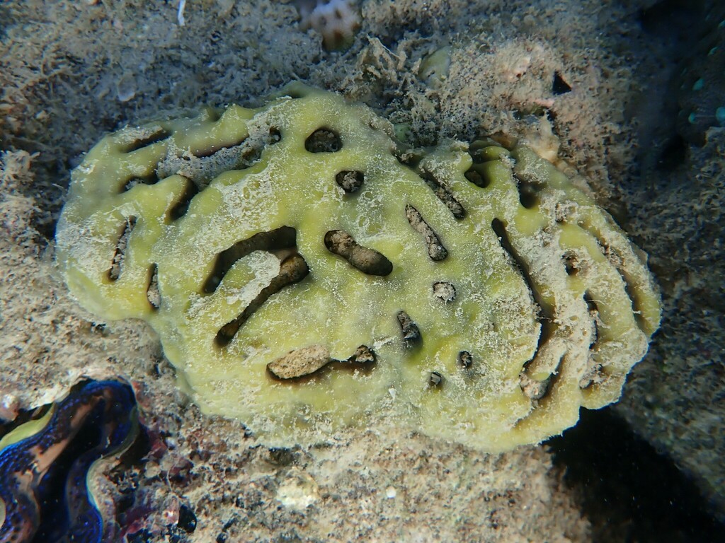 Sponges from Pioneer Bay, Palm Island 4816, Australia on May 11, 2023 ...