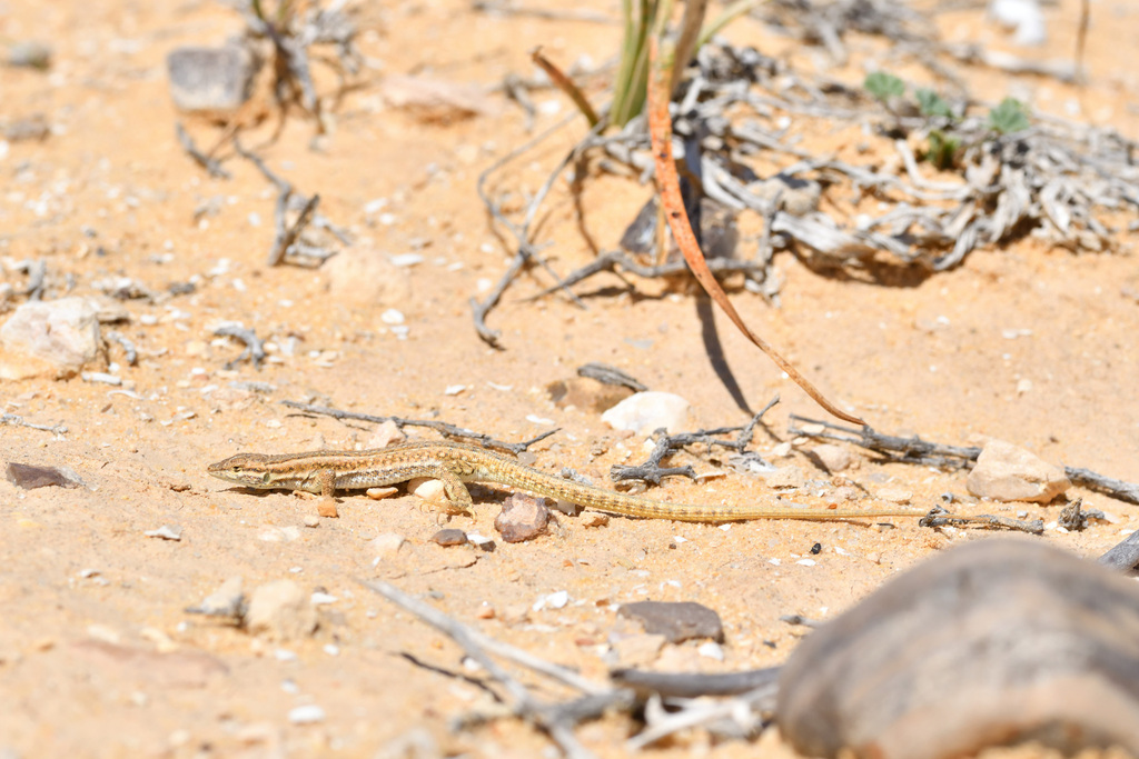 Olivier's Sand Lizard from Be'er Sheva, Israel on March 12, 2023 at 01: ...