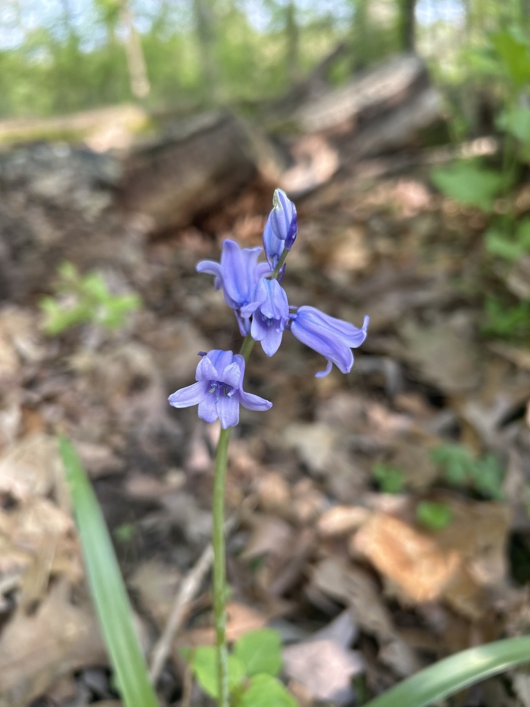 Spanish Bluebell from Lederer Park, State College, PA, US on May 11 ...