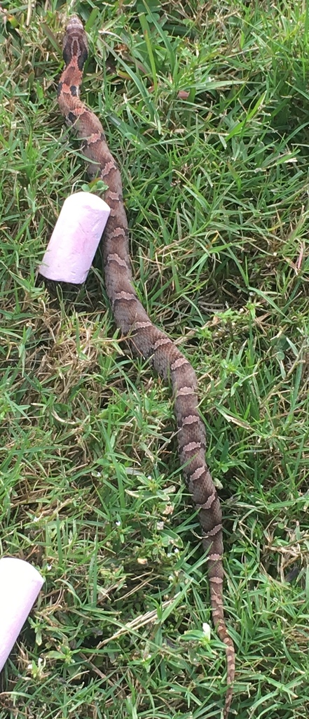 Eastern Hognose Snake from 910 Pathfinder Ln, Aiken, SC, US on November ...