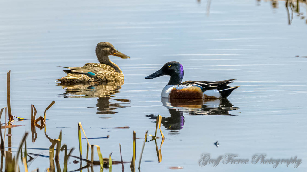 Northern Shoveler from Winchester, MB, Canada on May 10, 2023 at 12:26 ...