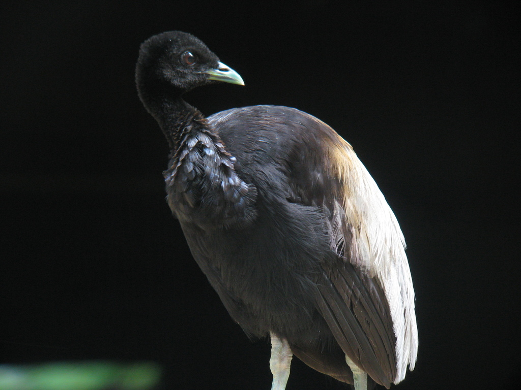 Gray-winged Trumpeter from tiputini river on January 14, 2008 by Rudy ...