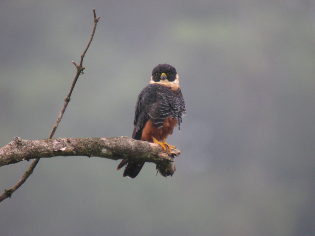 Bat Falcon from mindo e on October 13, 2007 by Rudy Gelis · iNaturalist