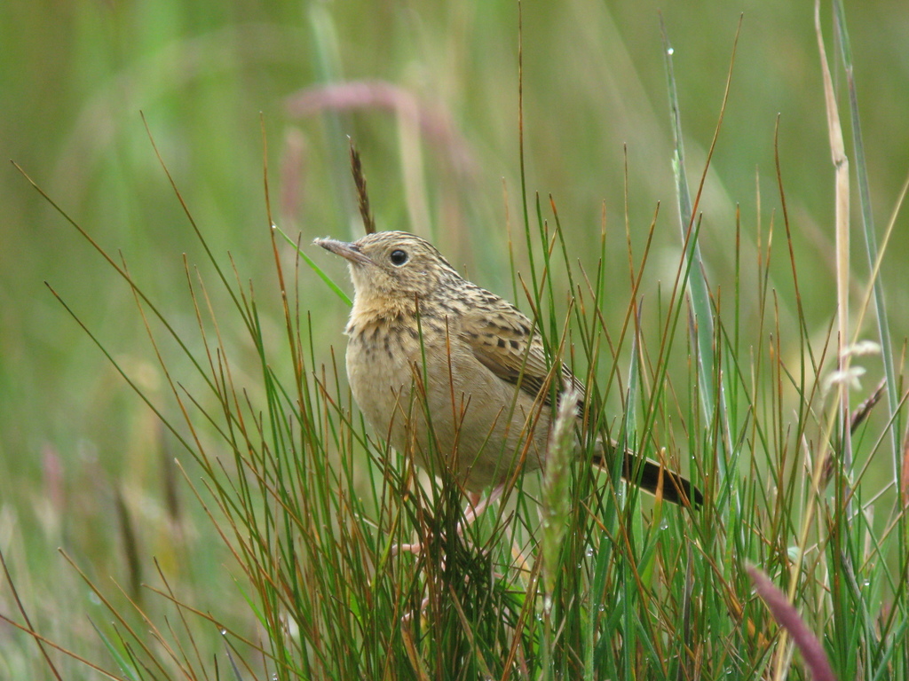 Cachirla andina (Aves de Caldas) · NaturaLista Colombia
