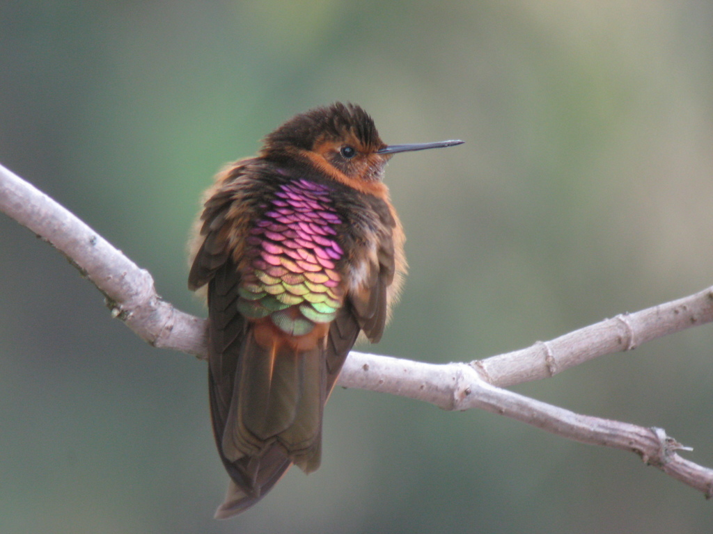 Colibrí cobrizo (Aves de Caldas) · NaturaLista Colombia